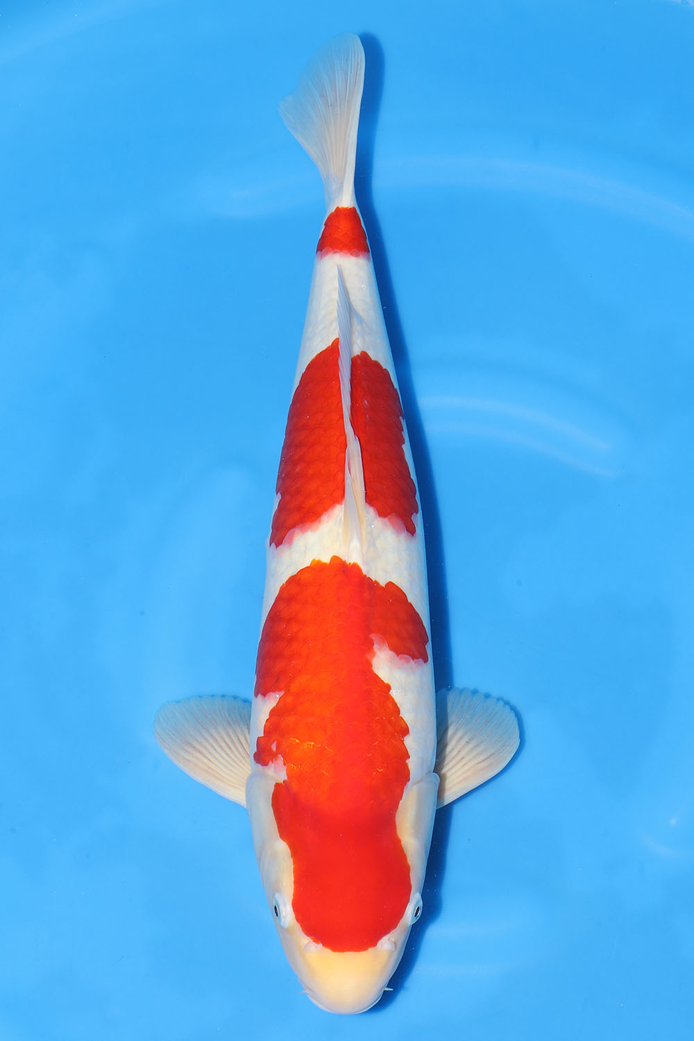 Kohaku EXK-K2830 | Exclusively Koi