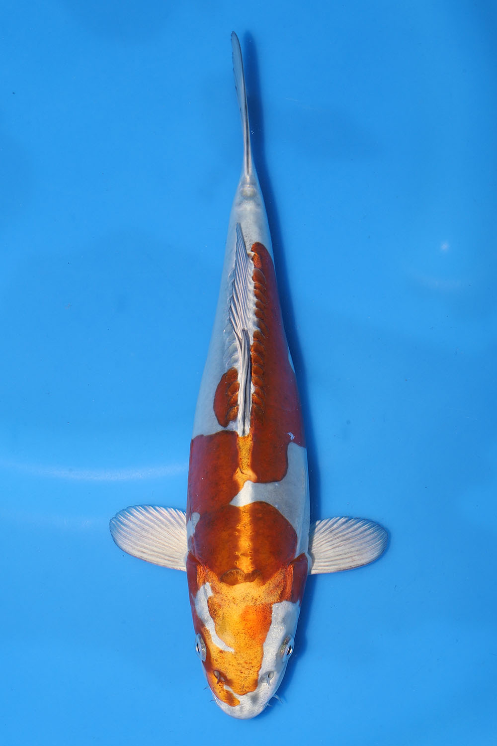 Doitsu Kogane Ochiba EXK-K2985 | Exclusively Koi