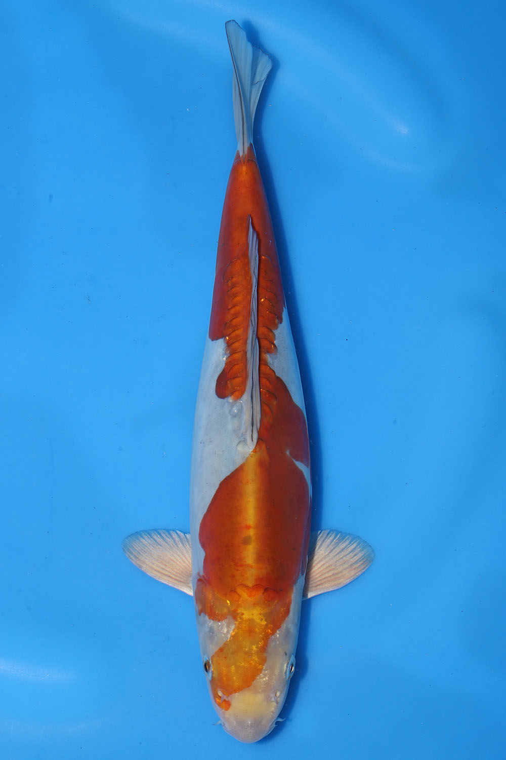 Doitsu Ochiba EXK-K2987 | Exclusively Koi