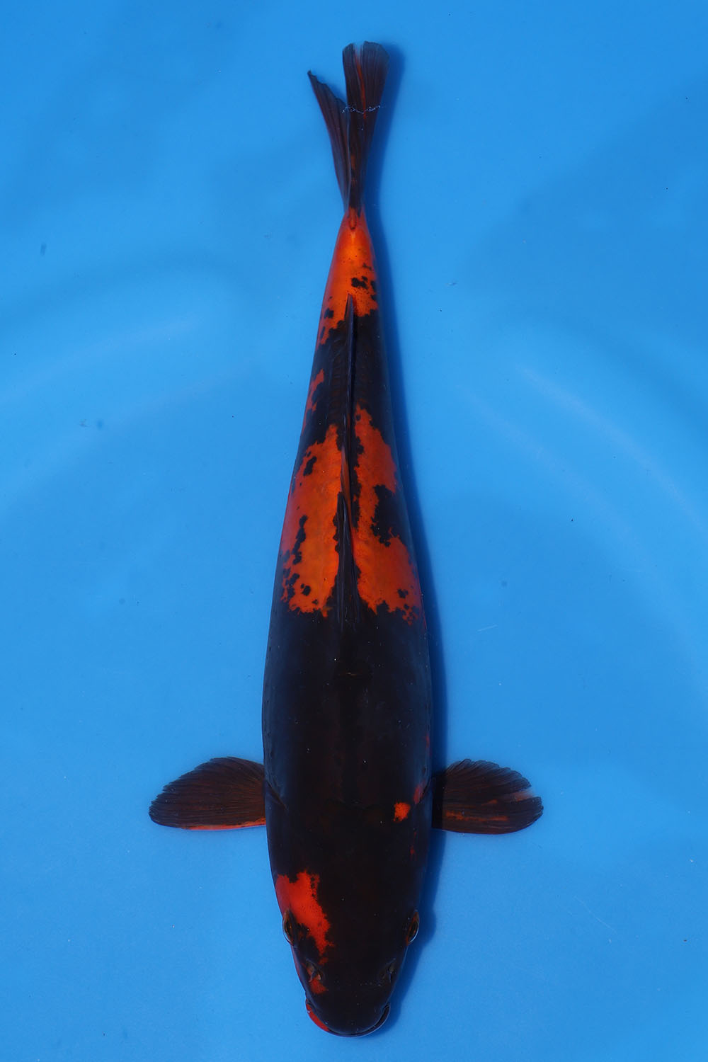 Doitsu Hi Utsuri EXK-K3012 | Exclusively Koi